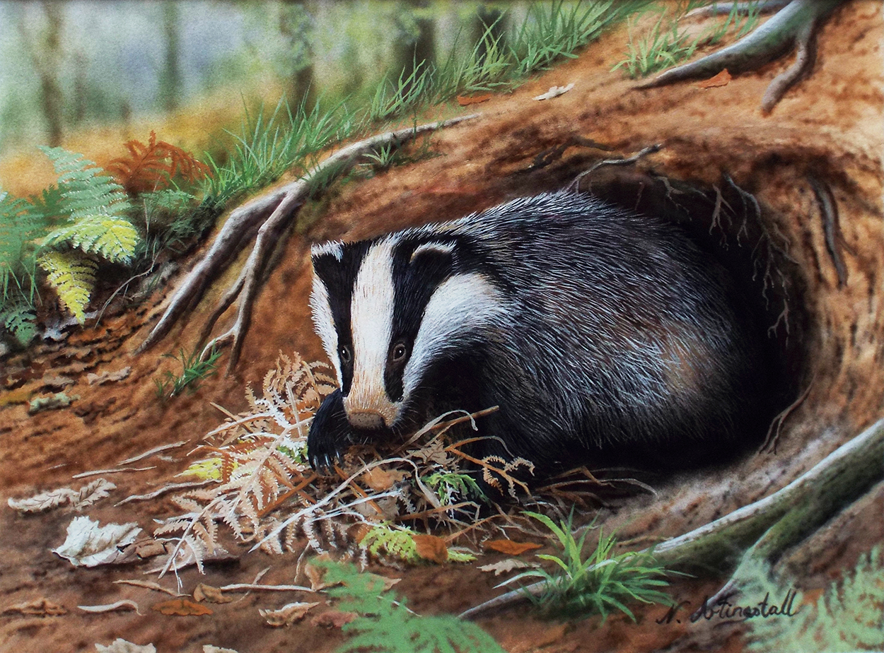Badger – Baron Fine Art