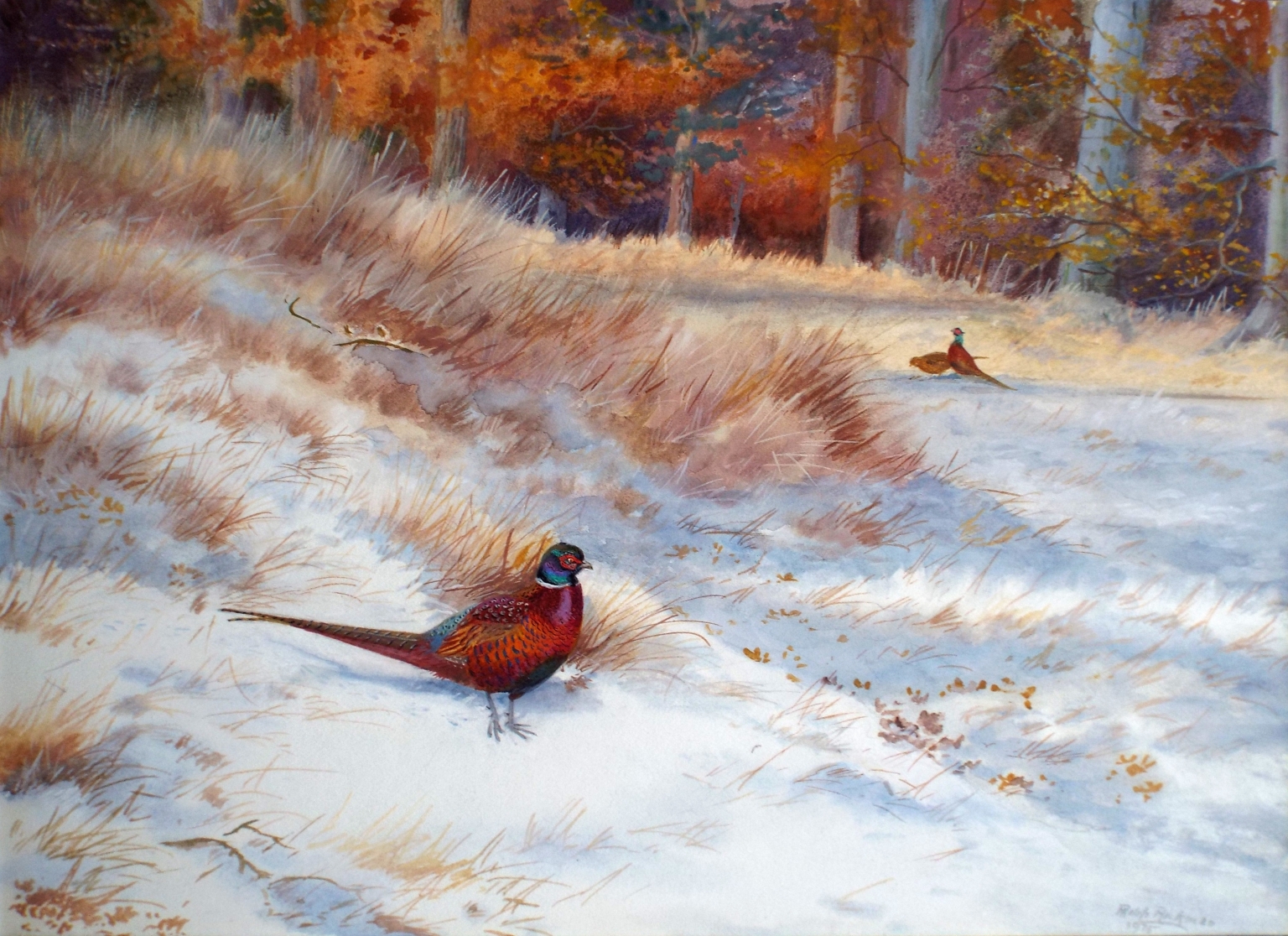 Pheasants in the Snow – Baron Fine Art