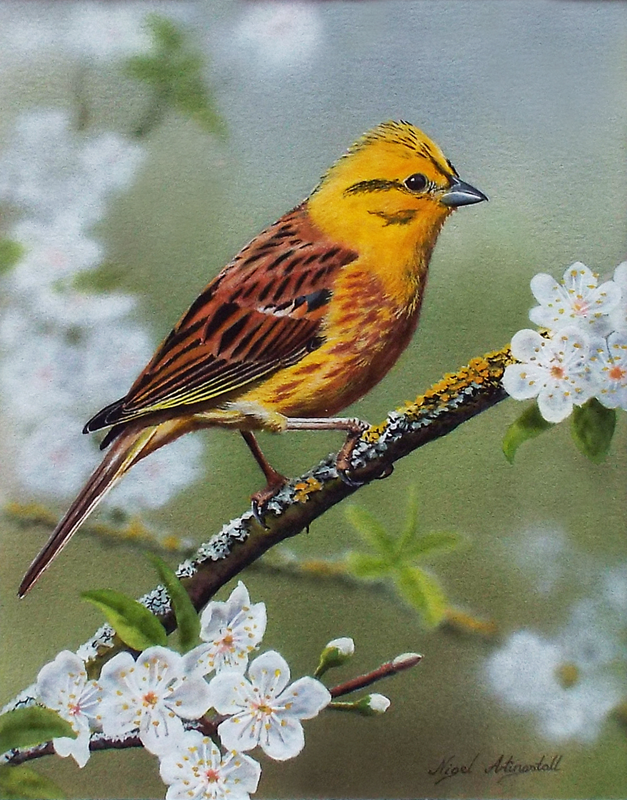 Yellowhammer – Baron Fine Art