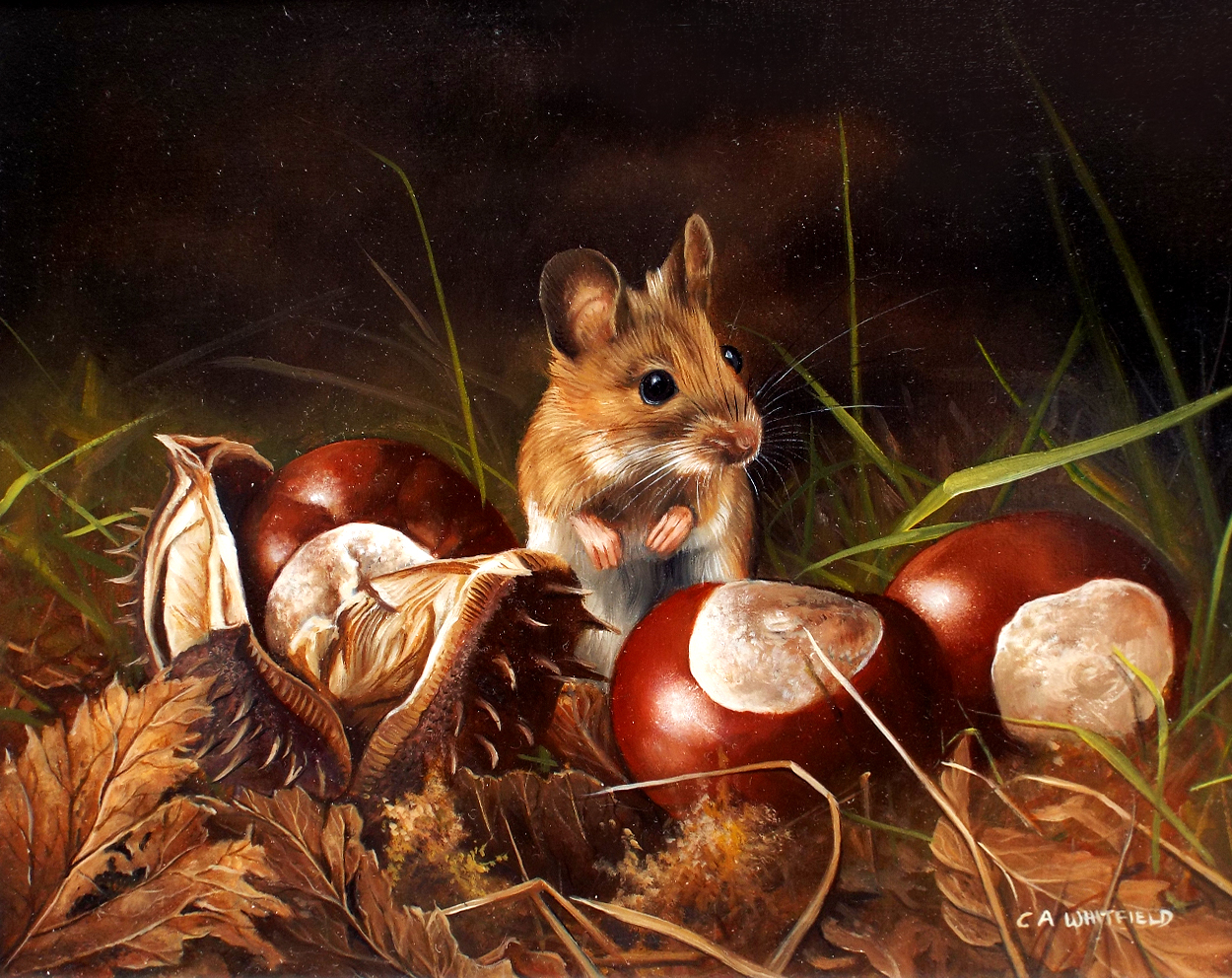 Field Mouse Drawing