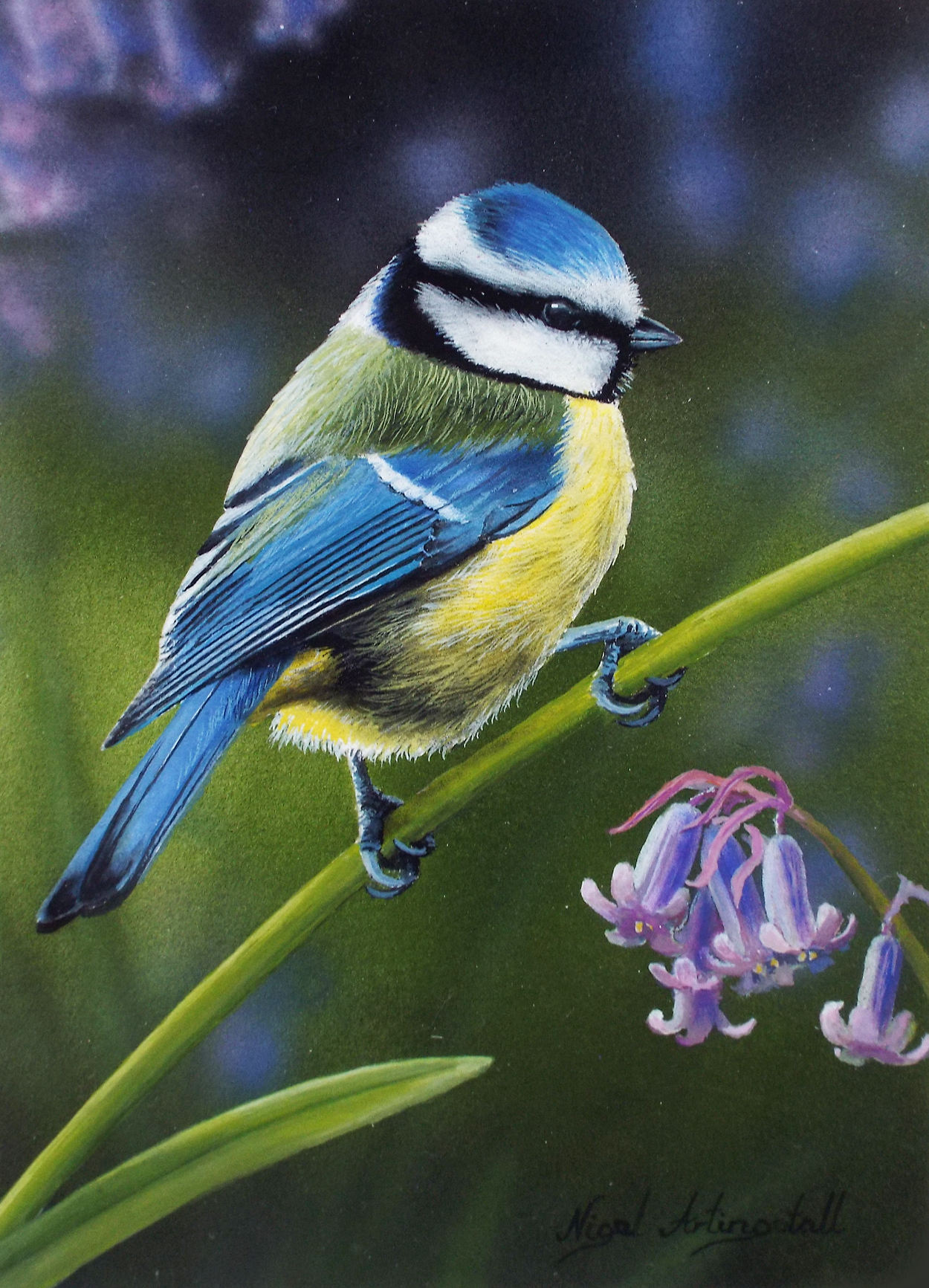 Blue Tit – Baron Fine Art