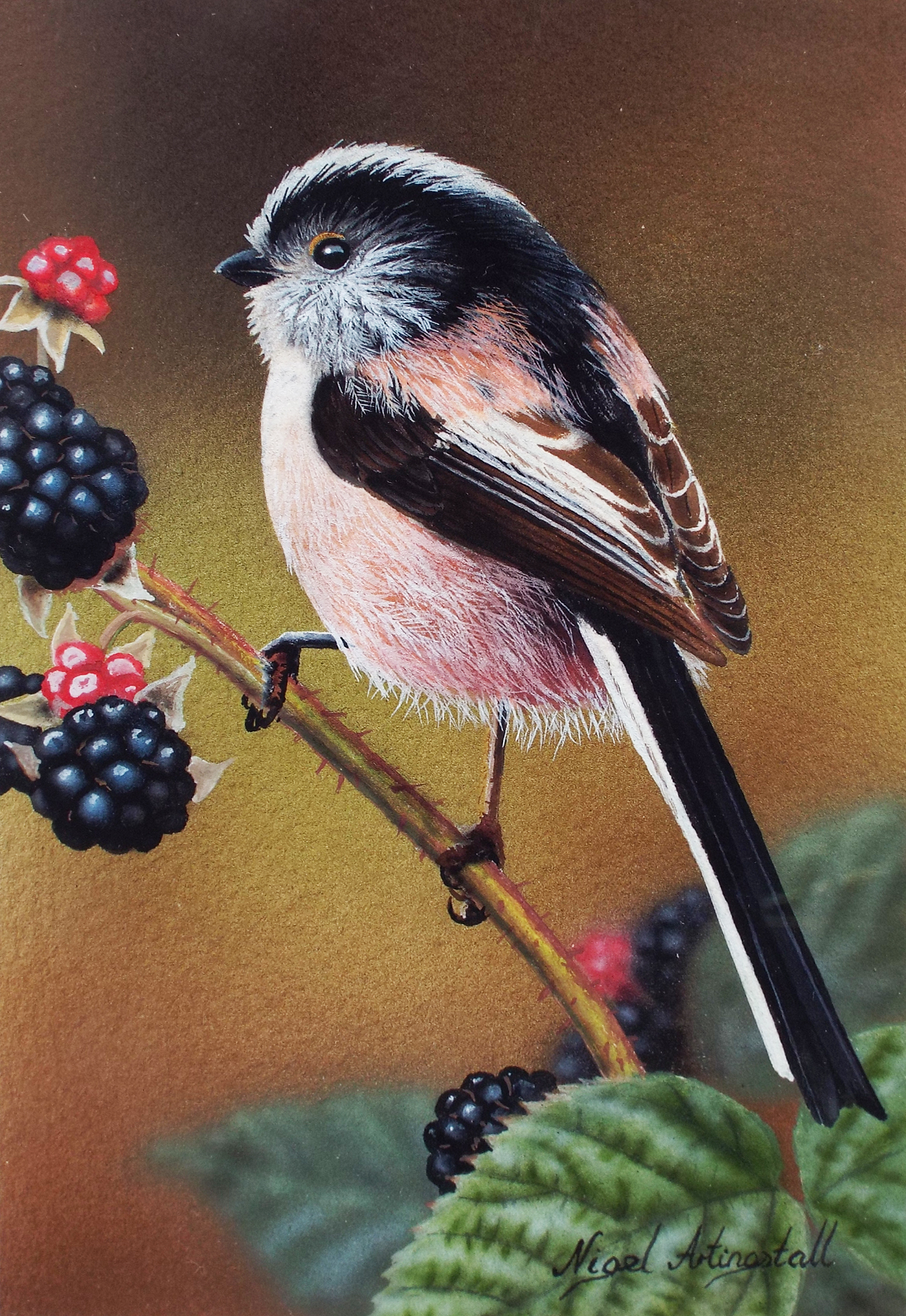 Long Tailed Tit Baron Fine Art Long Tailed Tit Baron Fine Art