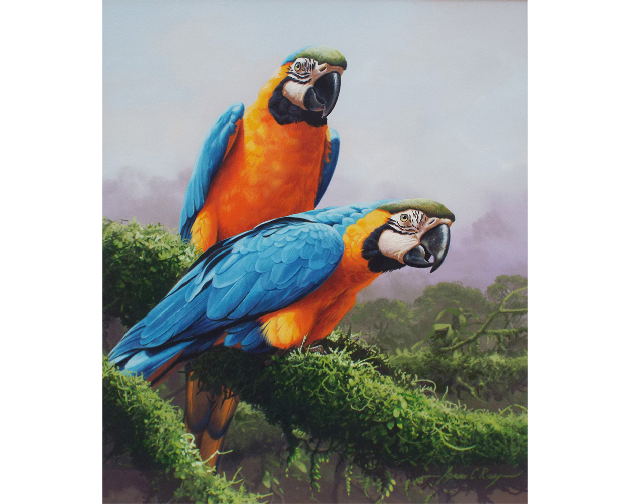 Blue & Gold Macaws – Baron Fine Art